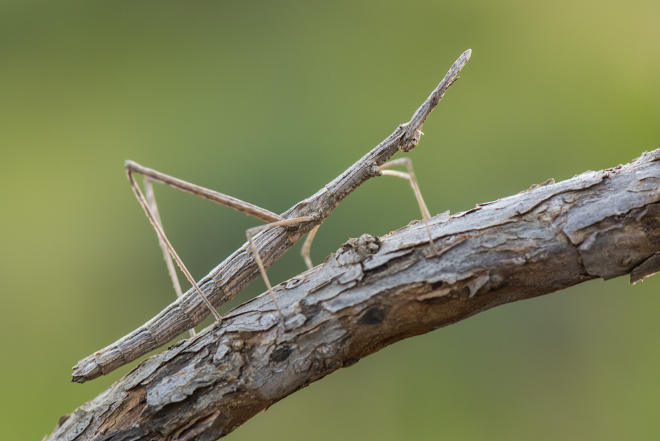 Foto Naturaleza - Chile